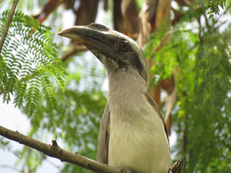 Birdwatching Gubbi: Young Bird Enthusiasts Thrive