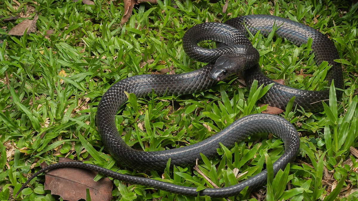 Wolf Snake Species: New Wolf Snake Species Found in Great Nicobar