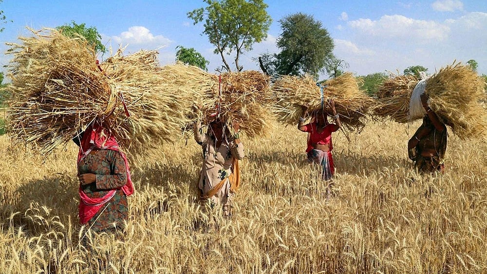 Rabi Crop Sowing India: Acreage Set to Surpass Last Year