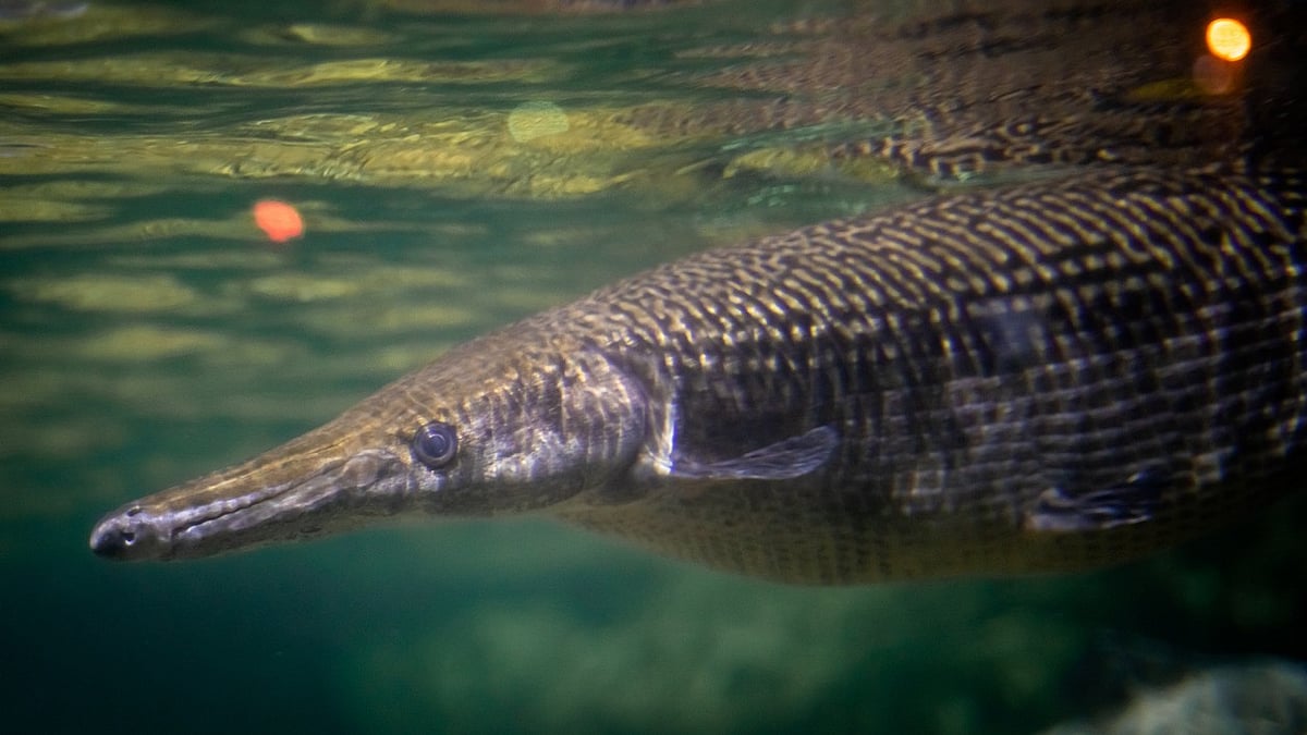 Cuba Conservation Push Manjuari Rescue: Scientists Race Time