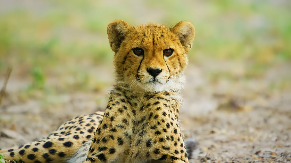 Kuno Cheetah Tragedy: One Cub Dies a Day After Release