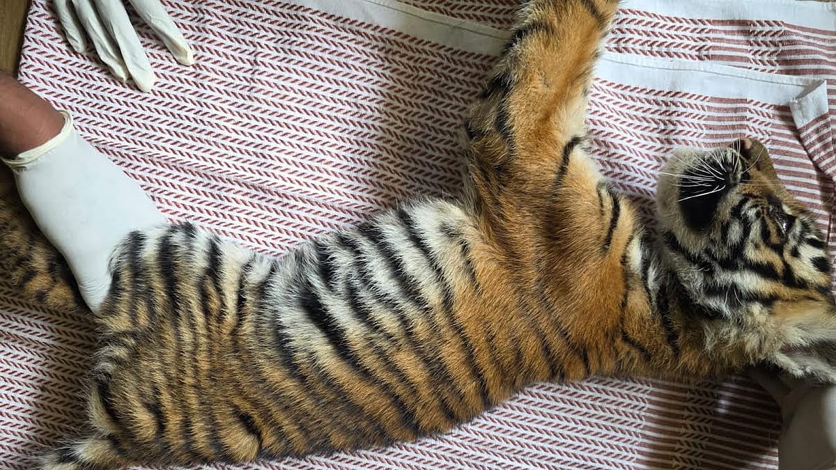 Wildlife Rescue: Tiger Cub Saved in Mysuru’s Nagarahole Reserve