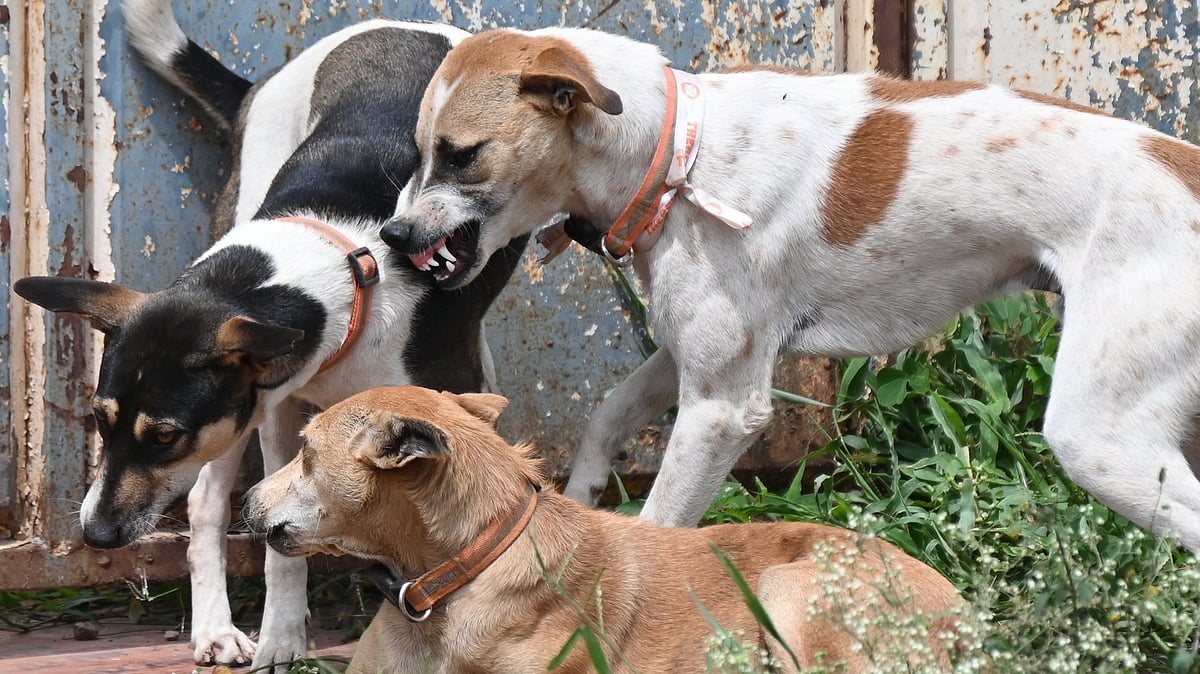 Activists alleged GBA’s handling of SC order flawed, 184 dogs picked up ...