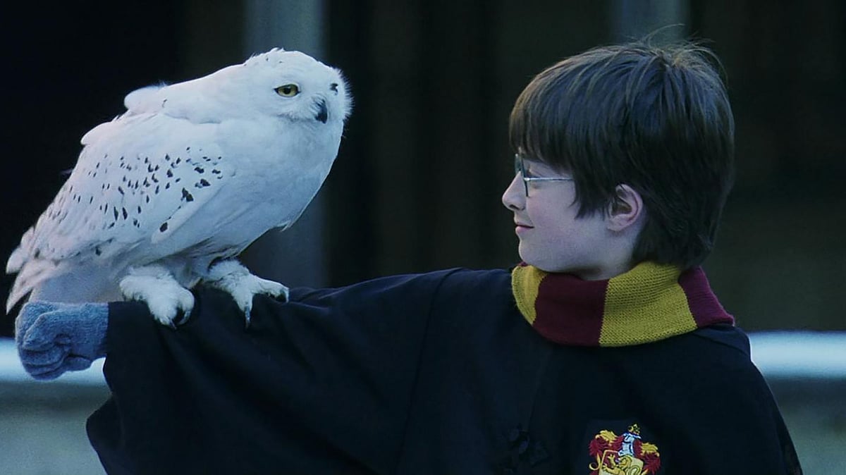 Hollywood Media Wars: Netflix, Paramount Battle for Warner Bros