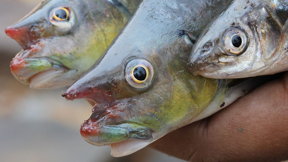 BNHS Initiative: Ujani Fishermen Boost Income With Native Fish