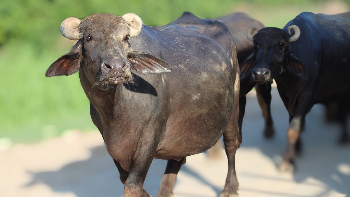 Jalna meat seizure: ‘Beef’ consignment cleared as buffalo worth Rs 4.34 cr