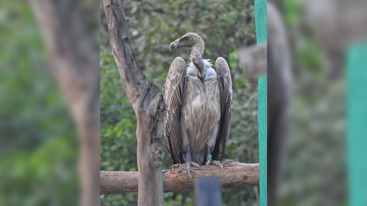 Vulture Conservation: Jatayu Released in Pench Tiger Reserve