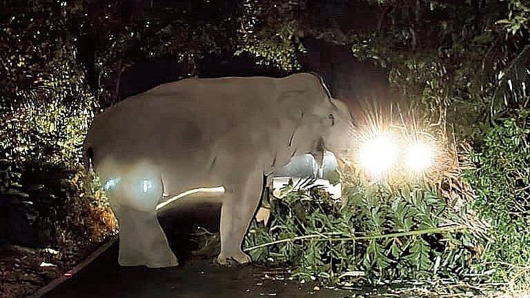 Karnataka: Jumbo blocks Charmadi Ghat road at night, vehicles stranded