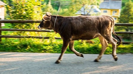 Cow Bomb Injury: Suspected Blast Hurts Cow in Mandya