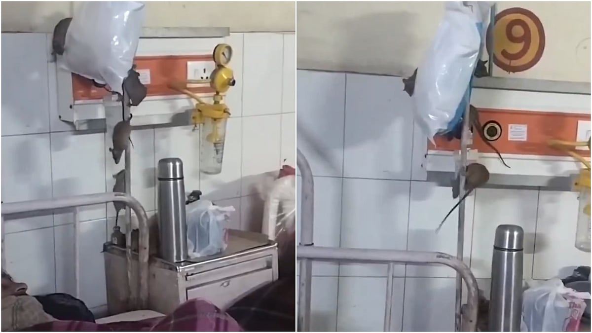 Rats Spotted in Gonda Medical College Ward, Probe Ordered