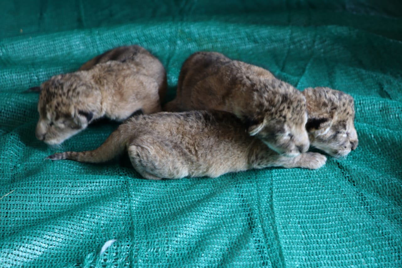 Mumbai Wildlife Boost: 3 Lion Cubs Born at SGNP