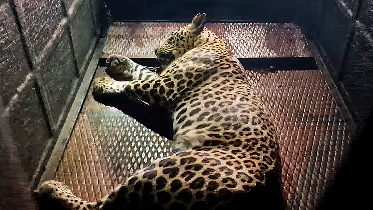 Leopard Captured After Entering Settlement in Palakkad