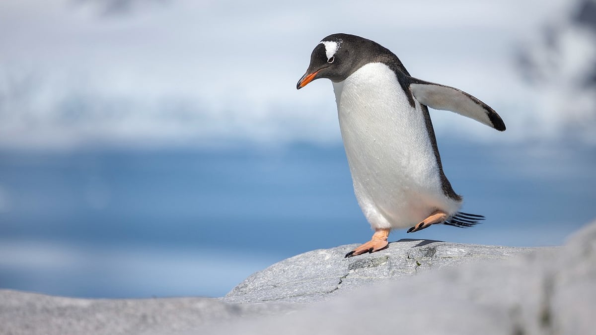 Nihilist Penguin Death March: Why This Eerie Clip Is Going Viral