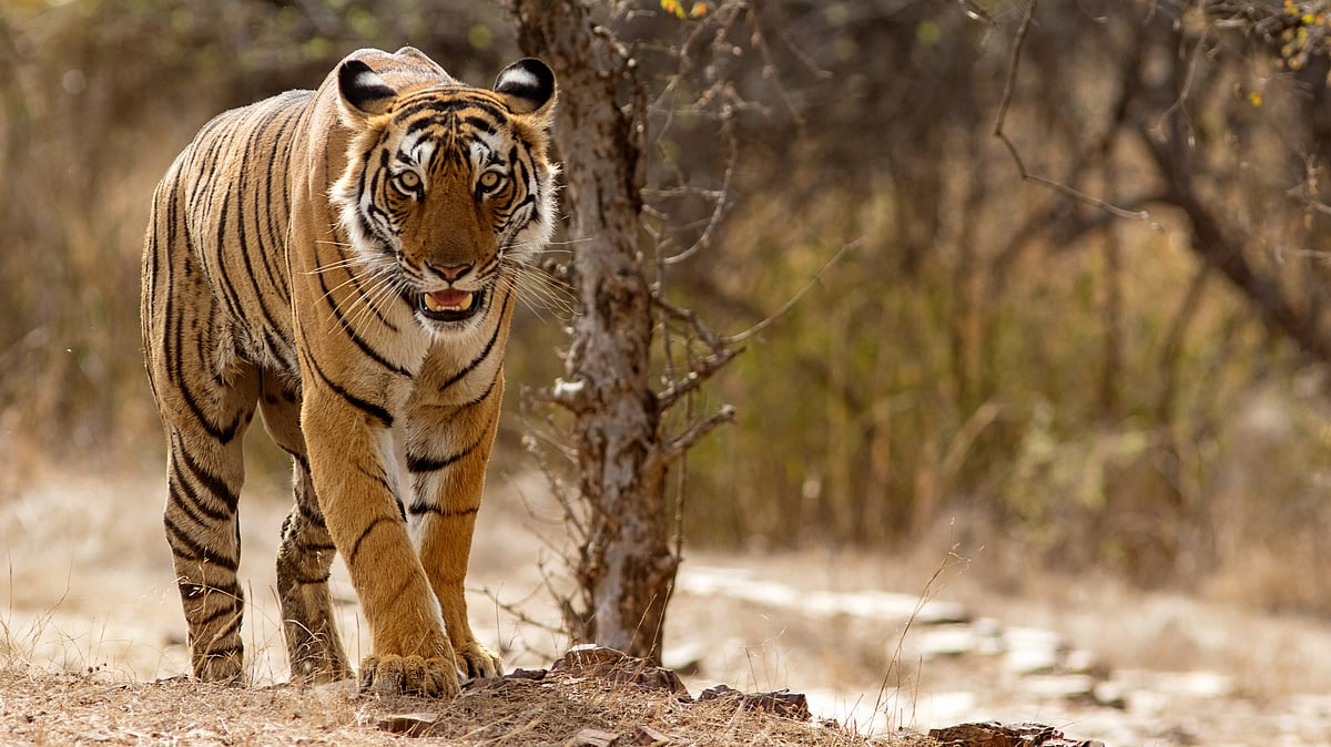 Tiger Strikes: 4 Women Killed in Maharashtra's Chandrapur