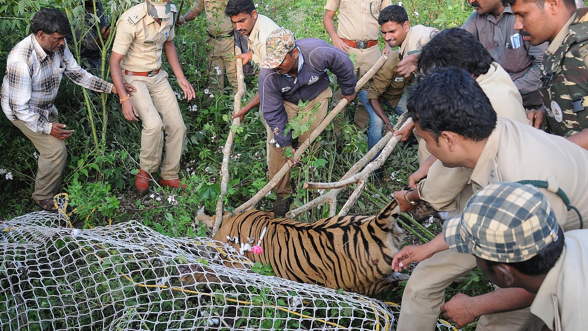 NTCA Red Flags High Tiger Captures in Bandipur Nagarahole