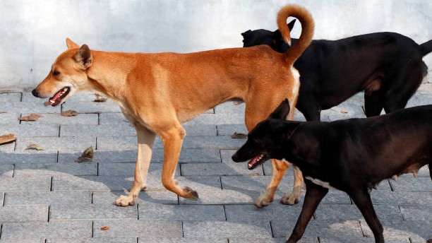 stray dogs