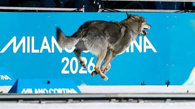 Winter Olympics 2026: Dog gatecrashes ski sprint in Italy, sparks viral joy