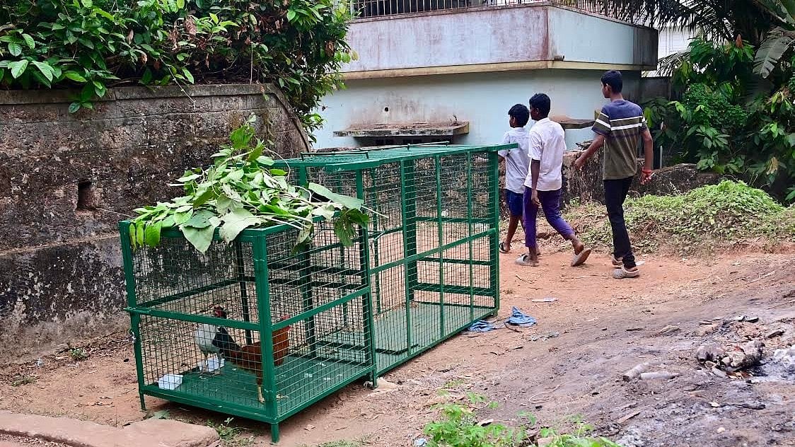 Leopard Spotted Near Doctor’s Colony in Mangaluru; Forest Dept Sets Up Cage
