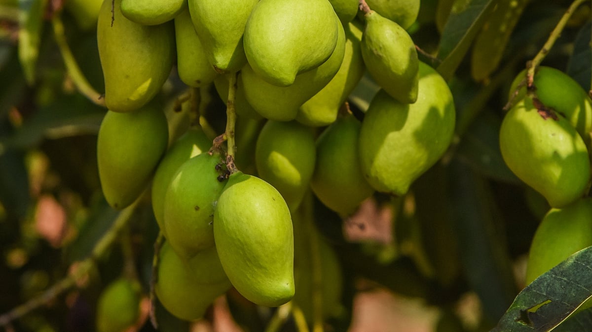 Appemidi mango: Activists seek heritage tag for growing areas