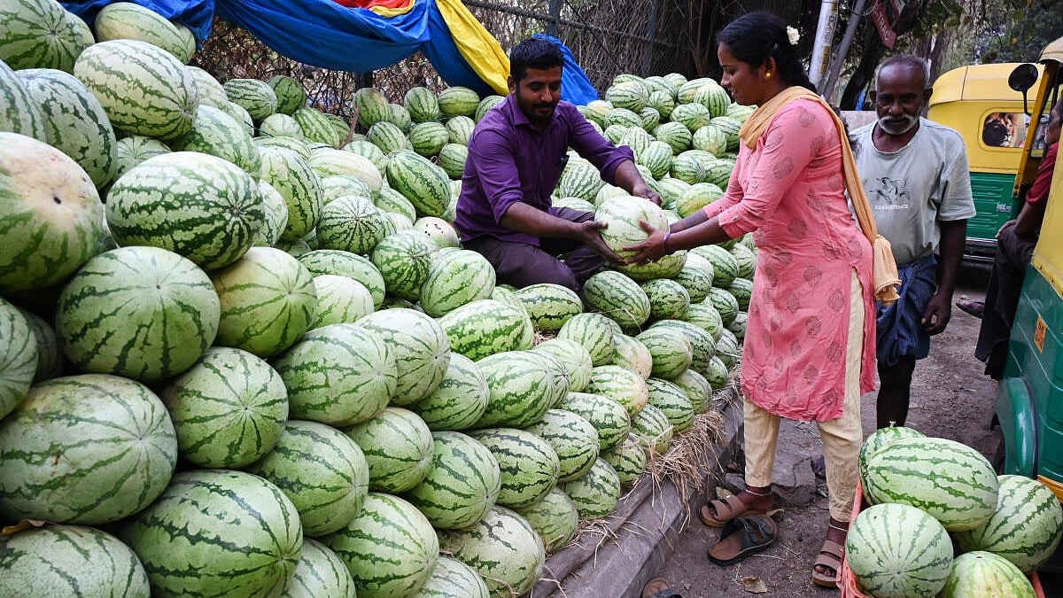 Mysuru summer heat: Watermelon demand surges, prices may rise in city soon