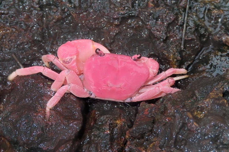 The hidden crabs of the Western Ghats