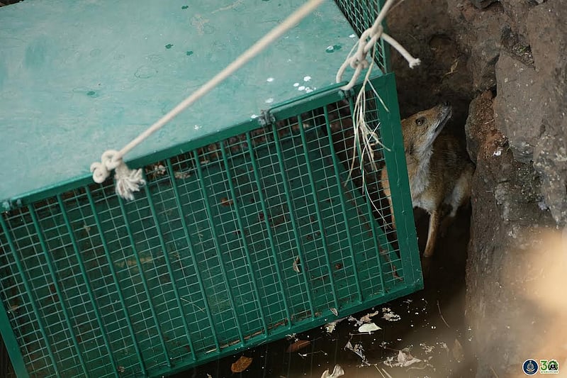 Maharashtra: Jackal rescued uninjured from 15-foot-deep well after 1.5 ...