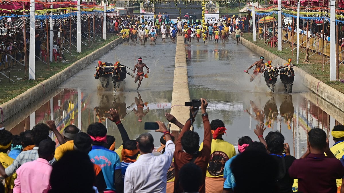 Kambala race: Tradition meets modern sport as buffalo racing evolves!