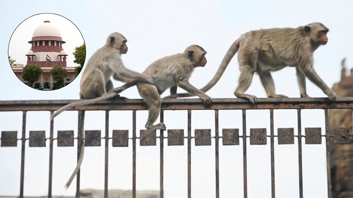 Supreme Court tender: Bids invited to tackle monkey menace at judges homes