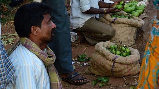 Appemidi mango: Climate change threat to Karnataka’s GI-tag fruit