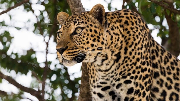Uttarakhand Tragedy: 4-Year-Old Killed in Leopard Attack