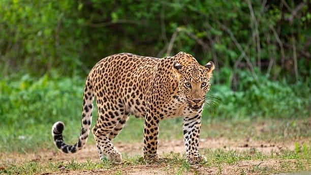 Leopard Mortality: 149 Leopards Die in MP in 14 Months