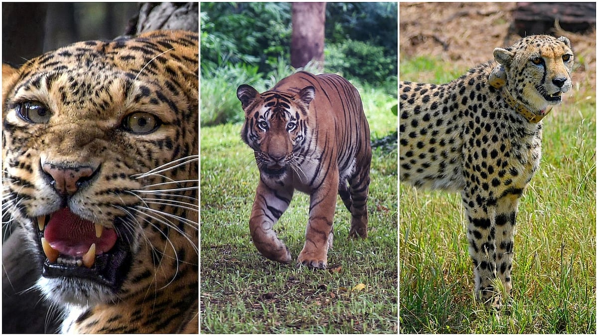 Tiger, cheetah, leopard spotted together in 'extremely rare moment' in ...