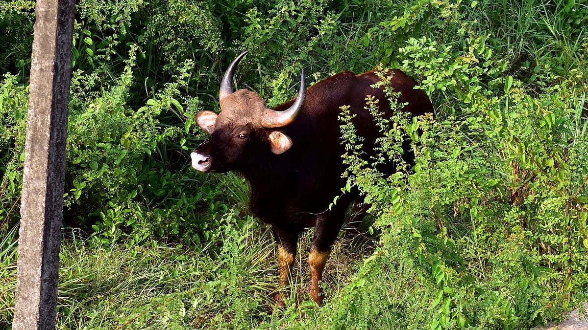 Chikkamagaluru: Karnataka Forest Department to draft SOP for capturing ...