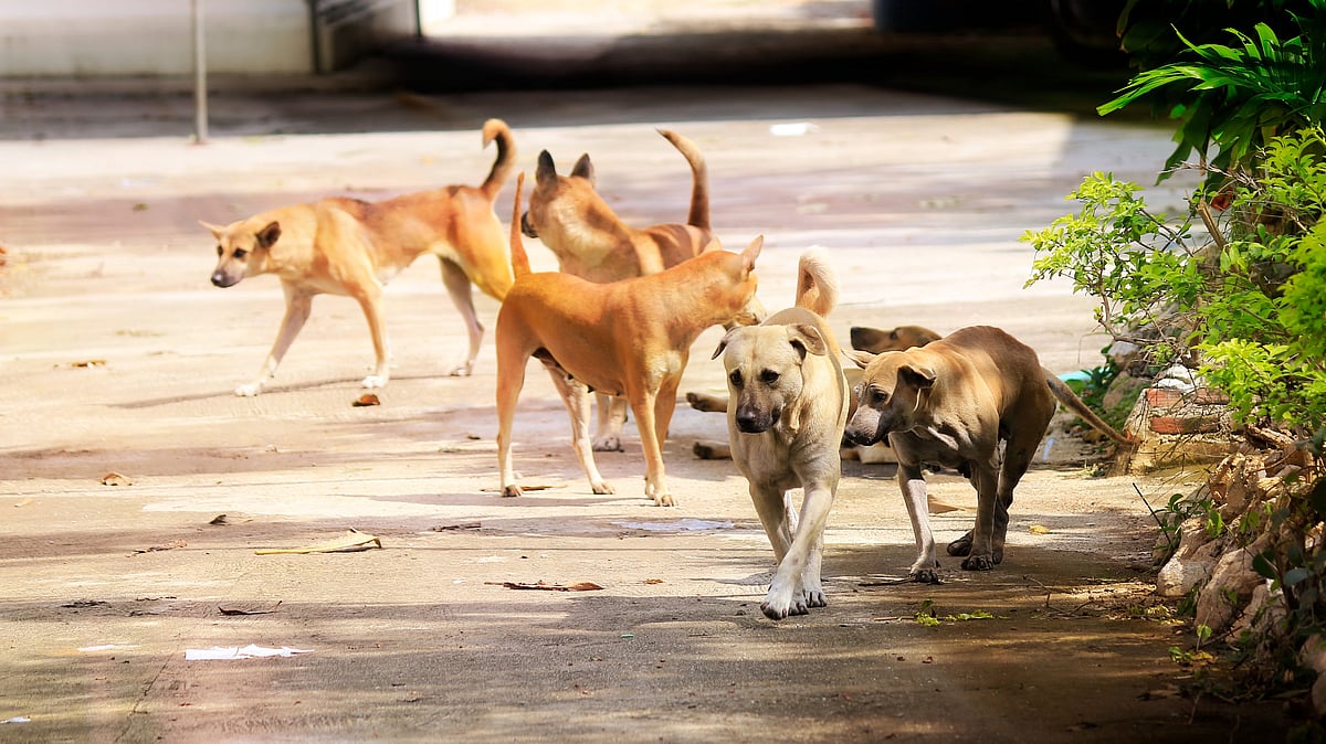 Dog bites India: Why strays attack, rabies risk and human role explained