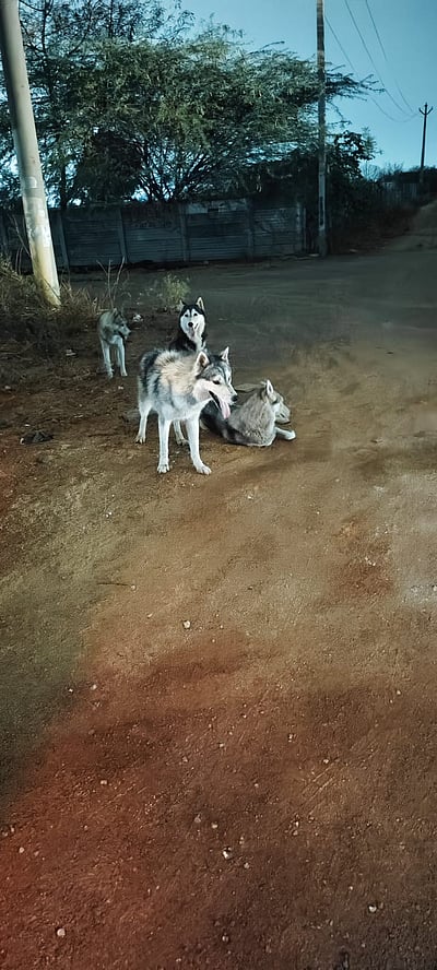 Siberian Huskies Abandoned: Dozens Found in Hyderabad Heat