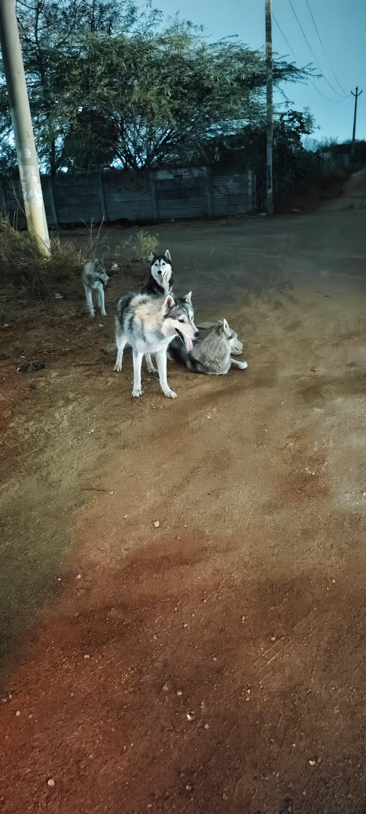 Siberian Huskies Abandoned: Dozens Found in Hyderabad Heat
