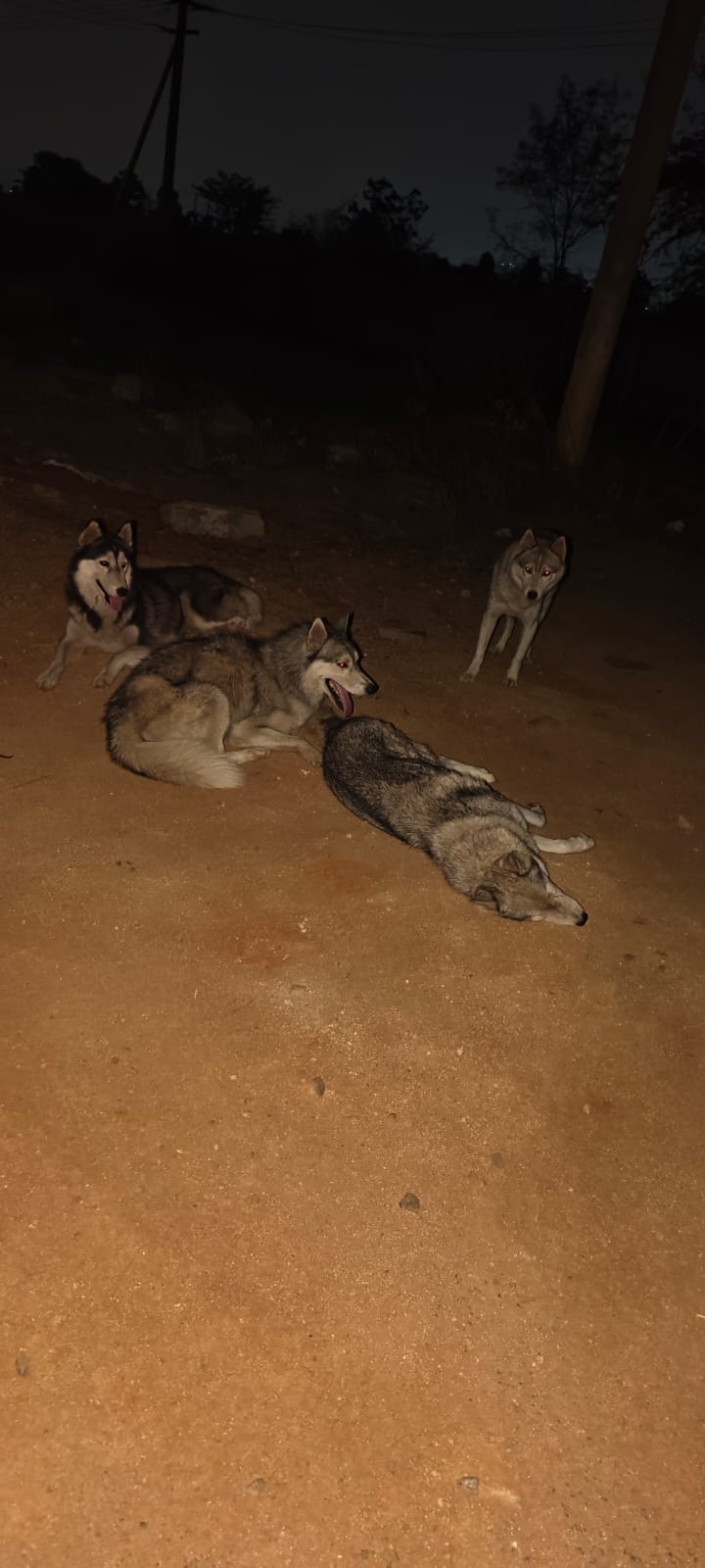 Siberian Huskies Abandoned: Dozens Found in Hyderabad Heat
