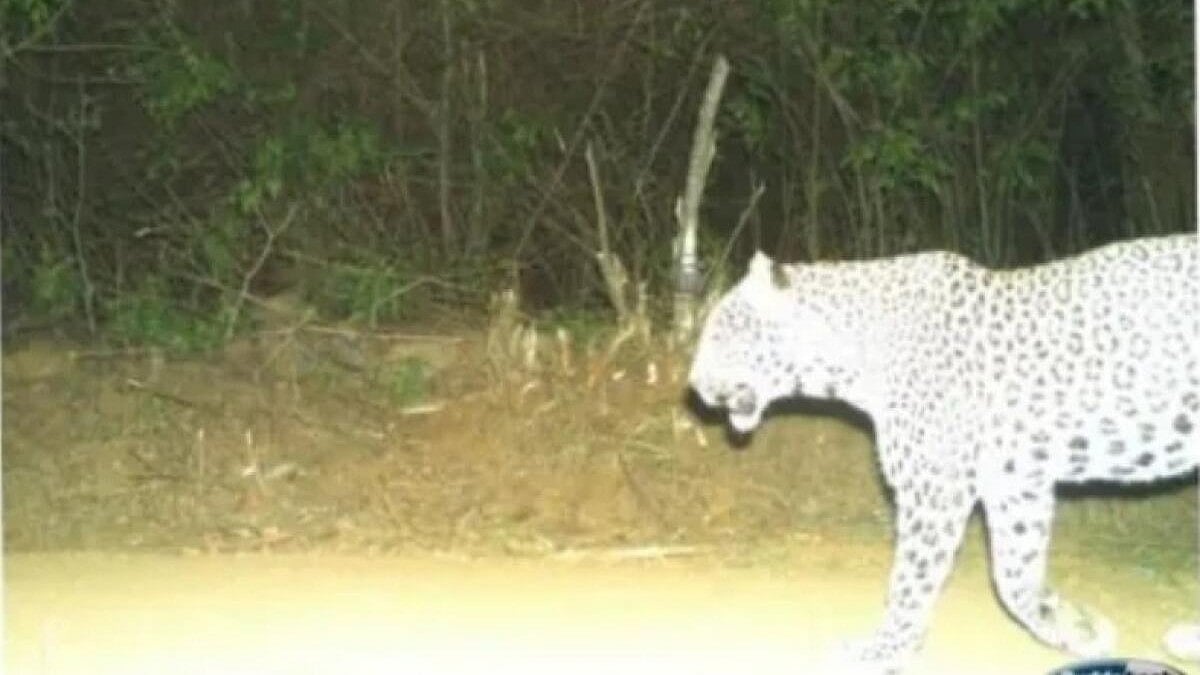 Karnataka Leopard Search: Day 4 of Combing Operations
