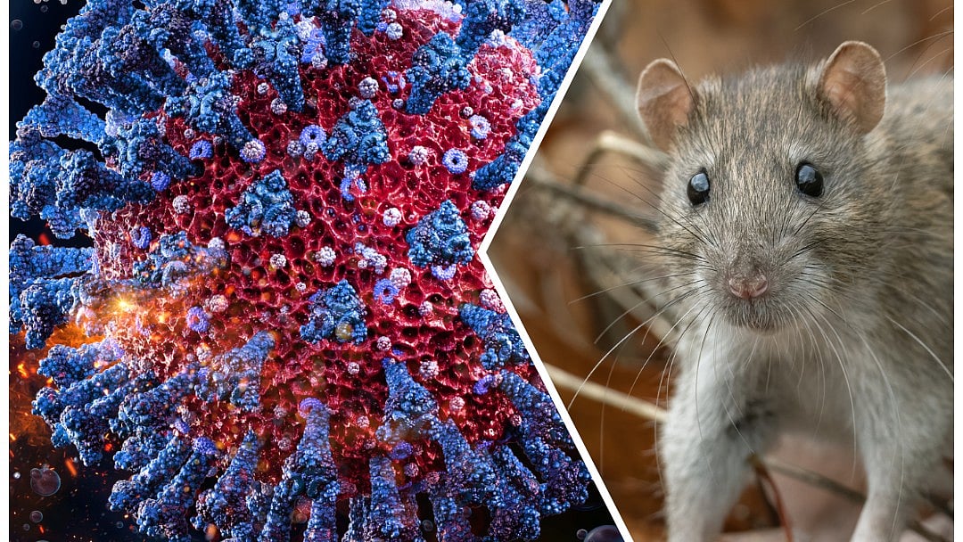 Hantavirus outbreak will not be anything like Covid-19; here’s why