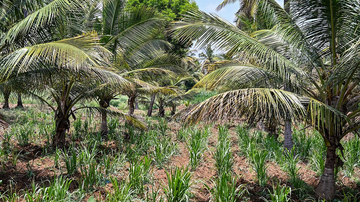 Bidadi township project: Karnataka forum opposes land acquisition ...