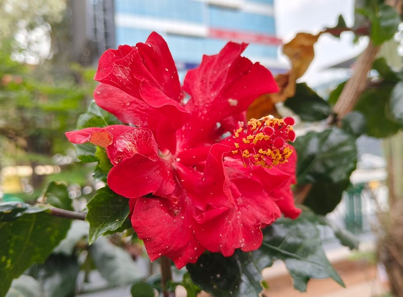 OnePlus Nord CE6 Lite Review: Budget-friendly, long battery life ...