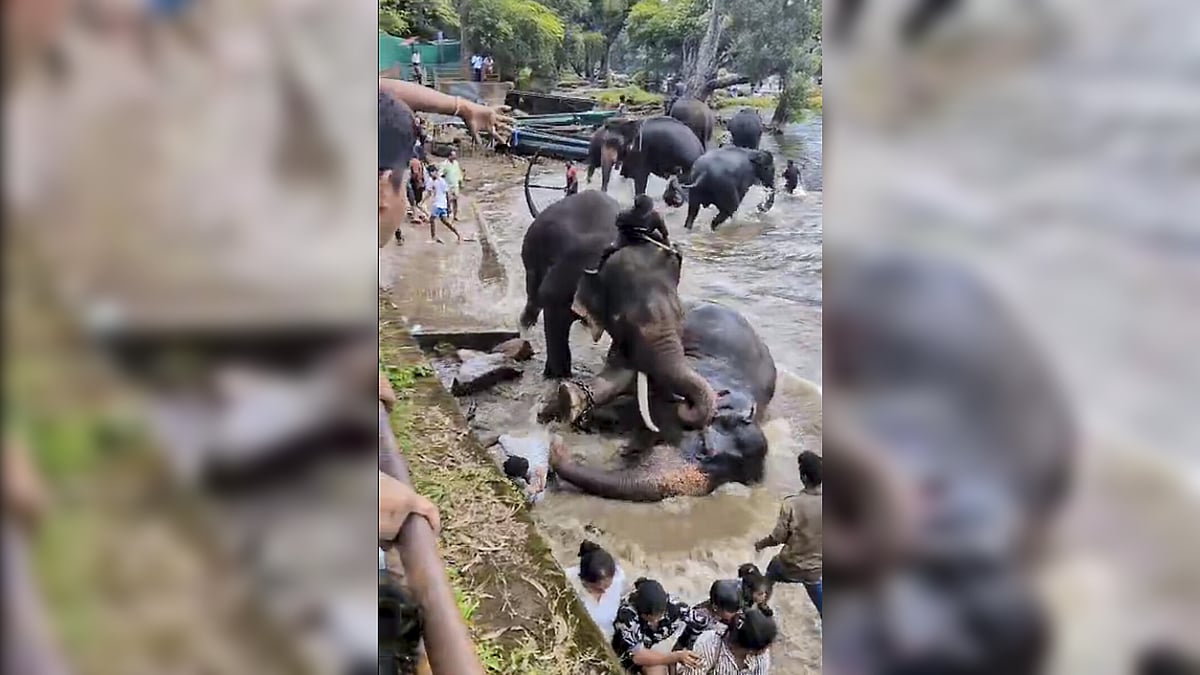 A day after clash, injured elephant dies at Dubare camp in Karnataka's ...
