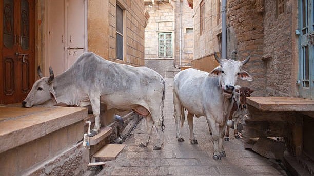 Man arrested in Bengaluru after video shows sexual assault on cow