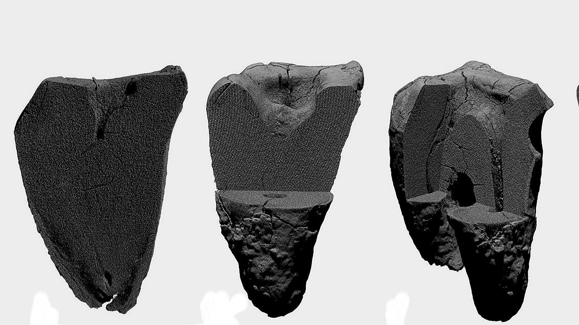 Scientists say ‘dentists’ existed even before humans came to life