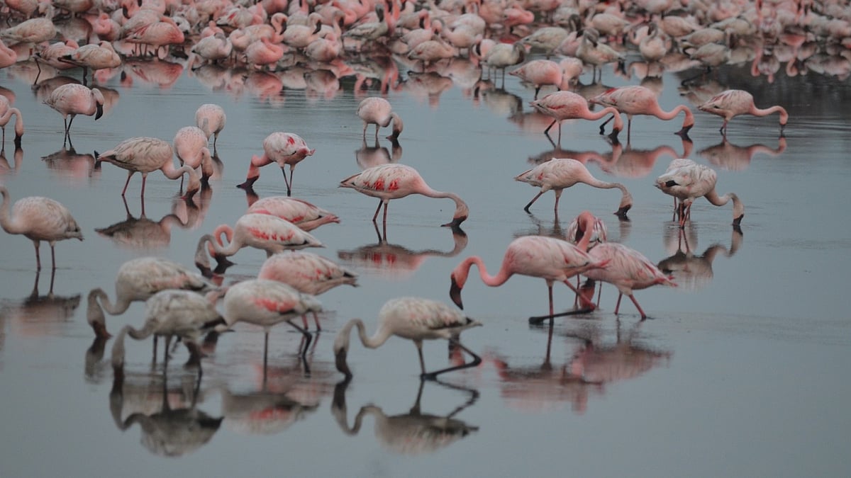 Flamingos: Navi Mumbai crowds grow as activists seek wetland revival drive