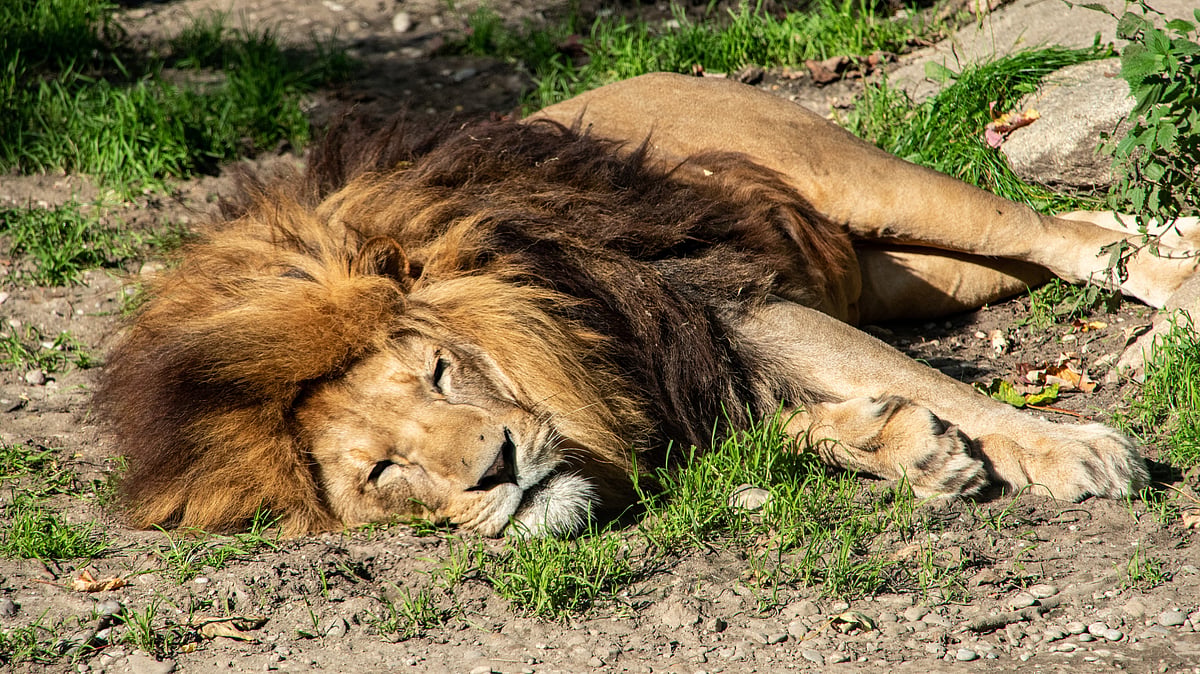 5 lions dead in Gir; 2 cubs succumb to suspected viral infection, no ...