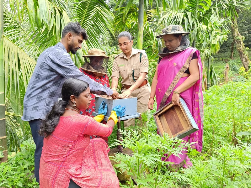 Buzzing a new livelihood
