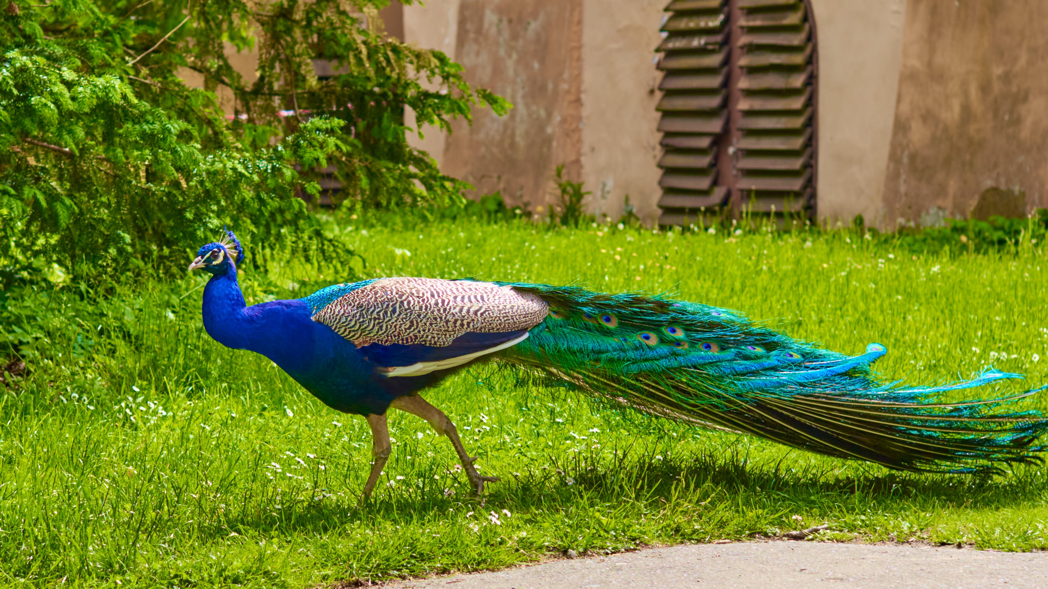 Peacock in the park