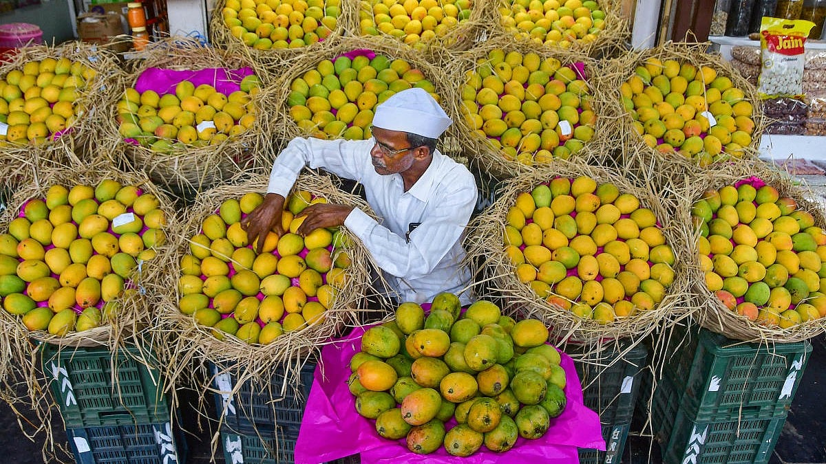 Indian mangoes: Japan bans imports after pest control lapses flagged
