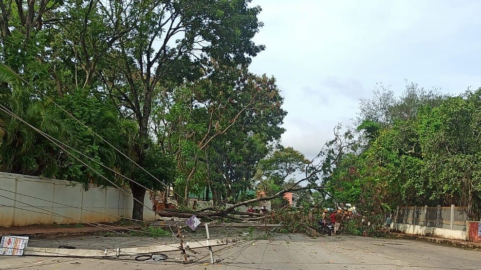 Heavy rains, gusty winds uproot electricity poles, trees in Chikkamagaluru